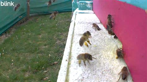 Bee Monitoring Object Detection Model By Bee Detection