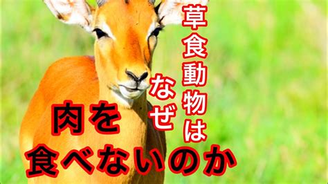 草食動物はなぜ肉を食べないのか YouTube Music