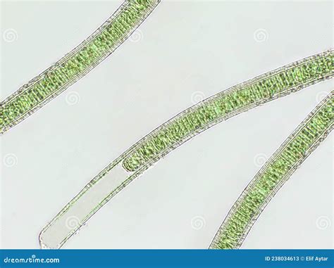Cyanobacteria Microscopic