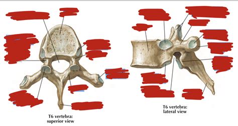 T6 Vertebra Diagram Quizlet