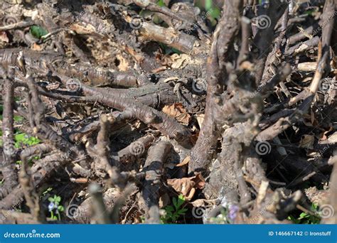 Tree Roots On The Lawn Stock Photo Image Of Background 146667142