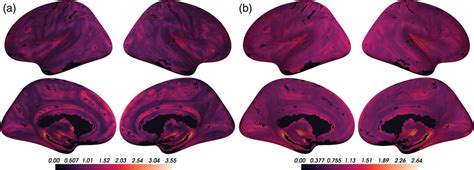 coupling values are spatially heterogeneous across the cortical
