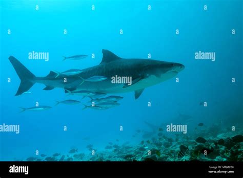 Requin Tigre Closeup Banque De Photographies Et Dimages à Haute