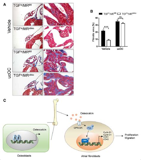 Undercarboxylated Ocn Osteocalcin Ucoc Abolishes The Impacts Of