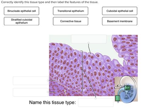 Solved Correctly Identify This Tissue Type And Then Label The Features Of The Tissue Binucleate