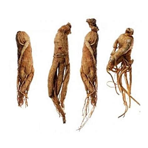 Μανδραγόρας Φυτό Μυστήριο Bazar Shop