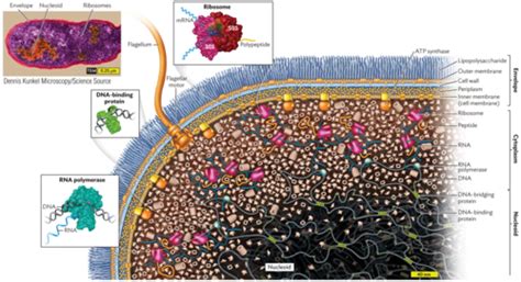 Exam 1 Ch5 Cell Biology Of Bacteria Eukaryotes Flashcards Quizlet