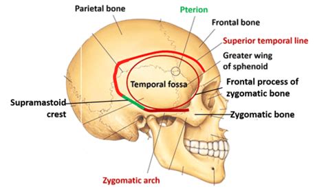 Temporal Fossa Anatomy Qa