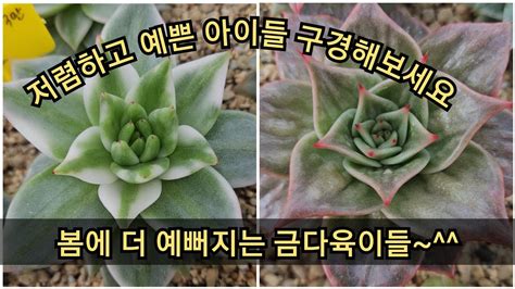 3월 16일 저렴한 금아이들 소개시켜드려요 엄청 예뻐요 다육식물 다육 다육이금 다육이키우기 다육이 금다육 Youtube