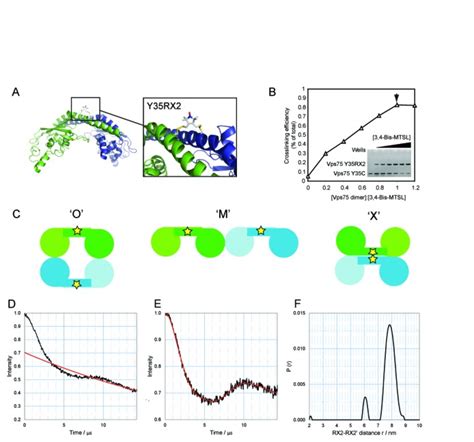 Probing The Structure Of The Vps75 Tetramer Through Site Directed Download Scientific Diagram
