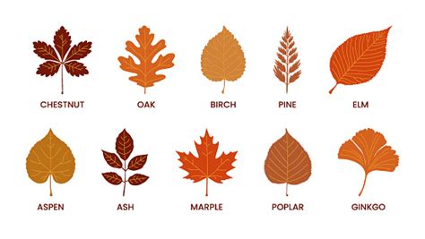 가을 건조 식물 표본 교육 포스터 다채로운 잎 나무와 덤불의 이름 투명한 배경 밤나무 참나무 자작나무 소나무 느릅나무 사시나무 물푸레나무 대리석 포플러 은행나무 식물 식물