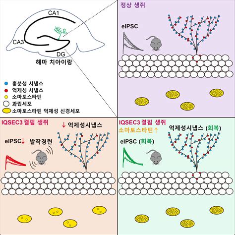Dgist 뇌 속 억제성 시냅스 조절 기전 규명 전자신문