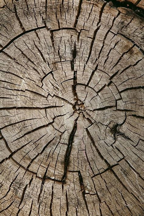 Nền Cây Nền Phần Xử Lý Thân Cây Hình Chụp Và Hình ảnh Để Tải Về Miễn