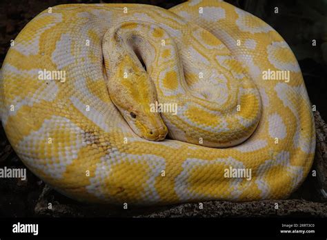 Closeup On A Colorful Golden Large Curled Up Albino Burmese Python