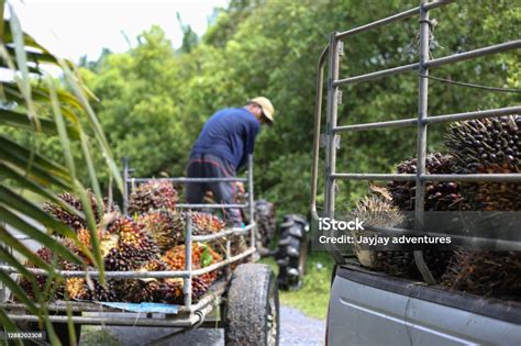 작업자는 트랙터에 의해 오일 야자 열매를 가져 가라 픽업 자동차에 기계적으로 작동합니다 오일 팜 농장에서 팜 오일 산업에 준비 선박 기름 야자에 대한 스톡 사진 및 기타