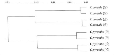 Dendrogram Showing Cluster Analysis Of Rapd Markers Illustrating The