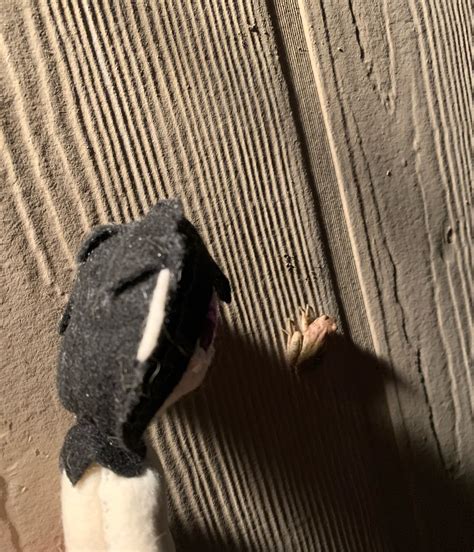 Hes Not Finished Yet And Naked But When My Husband Said There Was A Frog Outside I Had To Do