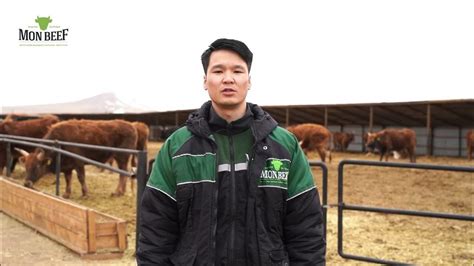 Монбийф үхрийн фермийн өдөр тутмын үйл ажиллагаа Youtube