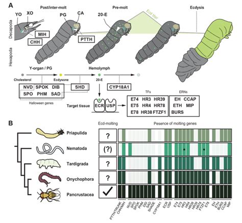 Schematic Molting Regulation In Panarthropods And The Repertory Of The
