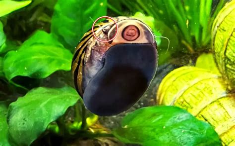 Do Nerite Snails Reproduce Lets Uncover The Mystery