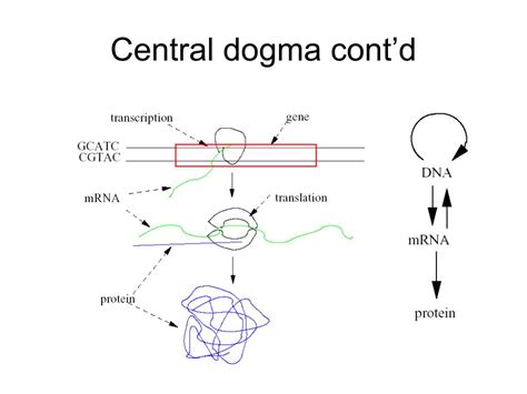 Ppt Non Coding Rna Gene Finding Problems Powerpoint Presentation
