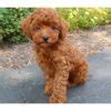 How Much Does A Miniature Poodle Cost We Love Doodles
