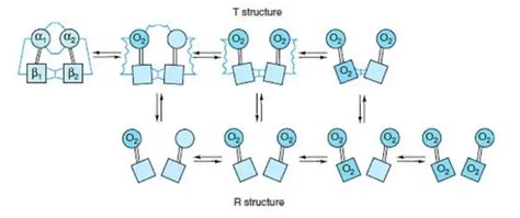 Hemoglobin Definition Structure And Function Biology Notes Online