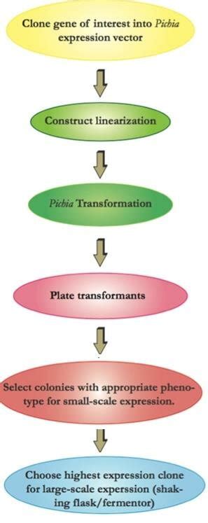 Pichia Pastoris Expression System Download Scientific Diagram