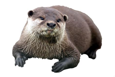 Openai Python Seems To Be Only Generating The Same Image From Openaiimagecreateedit Stack