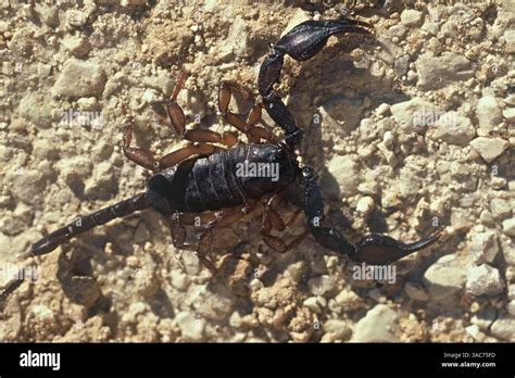 Feb 04 2000 Castel Ritaldi Umbria Italy Scorpions Are Eight Legged Venomous Invertebrates