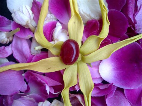 Galeri Mustika Jingga: MUSTIKA DELIMA