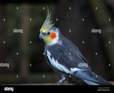 Male Grey Cockatiel