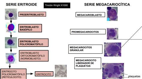 Histologia Serie Eritroide Y Megacariocitica Histologia Serie Eritroide Y Megacariocitica