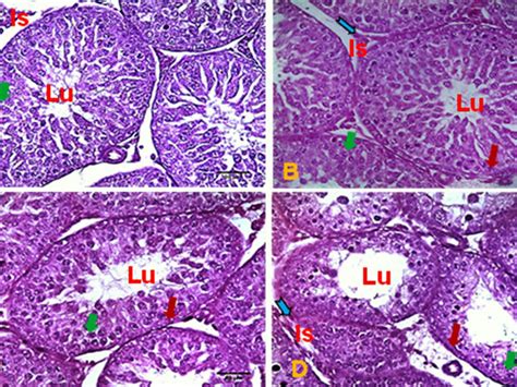 Prepubertal Wistar Rats European Journal Of Anatomy
