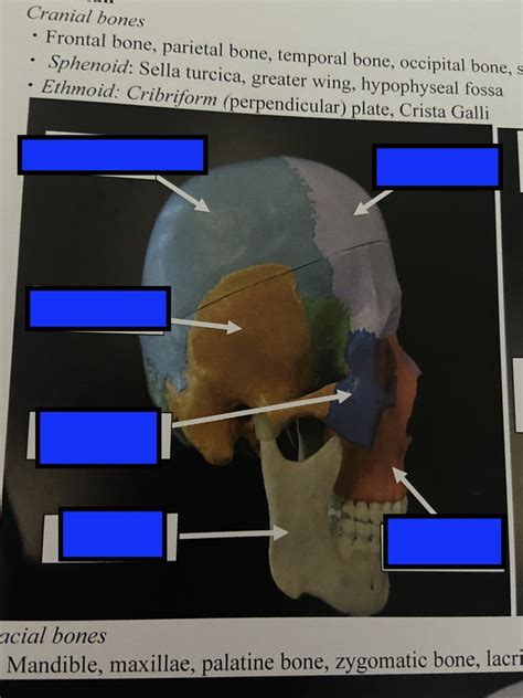Biol 214 Diagram Quizlet