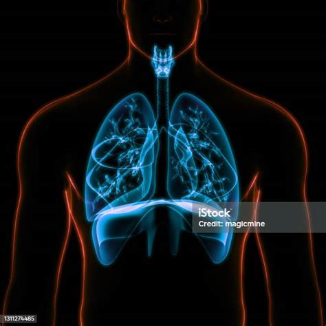 다이어프램 해부학을 가진 인간 호흡기 시스템 폐 횡격막에 대한 스톡 사진 및 기타 이미지 횡격막 3차원 형태 X 레이 Istock