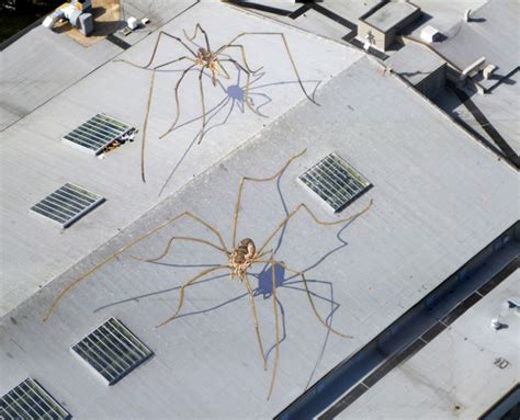 Giant Daddy Long Legs Invade Seattle Grist