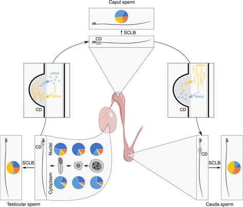 Small Rna Shuffling Between Murine Sperm And Their Cytoplasmic Droplets