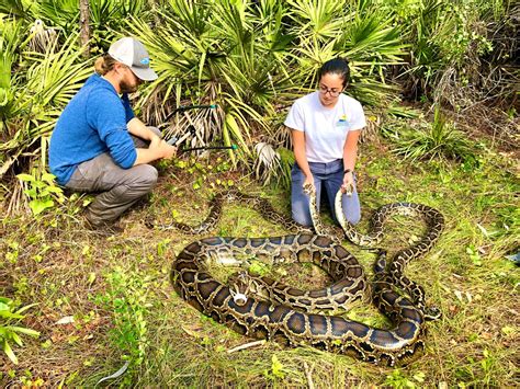 20000 Pounds Of Burmese Python Removed Conservancy Of Southwest Florida