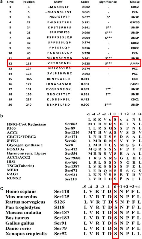 In Silico Prediction Of Ampk Phosphorylation Site In Runx2 Protein A Download Scientific