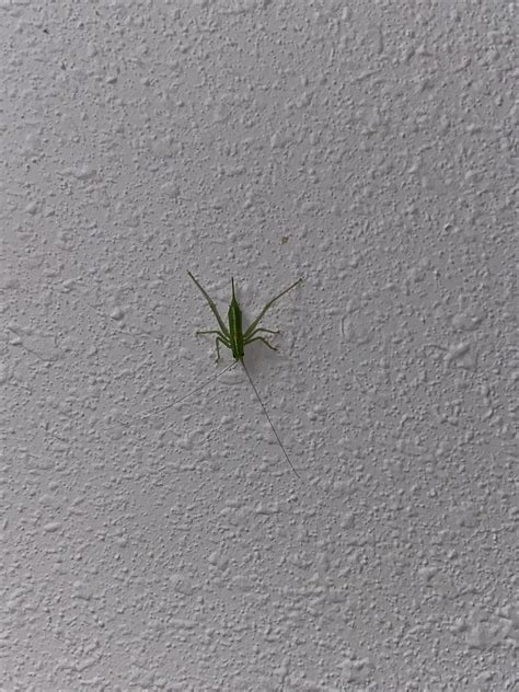 What Is This Green Bug On My Ceiling Rwhatsthisbug