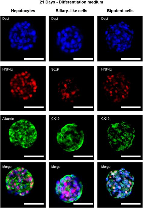 Heparg Cells Differentiation In Hydrogel At Day 21 In Differentiation Download Scientific