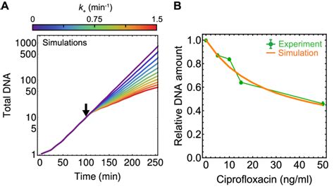 Simulations Accurately Predict The Rate Of Dna Synthesis After Download Scientific Diagram