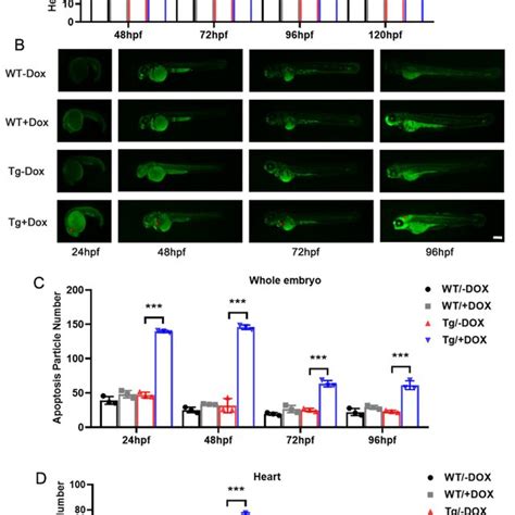 Rna Seq Transcriptome Analysis Identifies A Set Of Lip Dependent