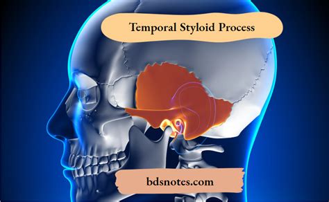 Temporal Styloid Process Bds Notes