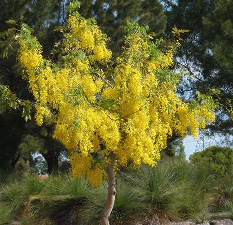 Cassia Fistula Tree