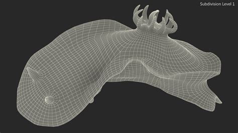 3d Chromodoris Willani Turbosquid 2202029
