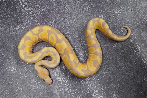 Candy Candino Reality Ball Python