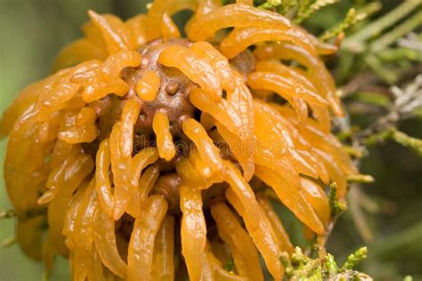 Cedar Apple Rust Fungus Stock Image Image Of Cedar Branches 21499337