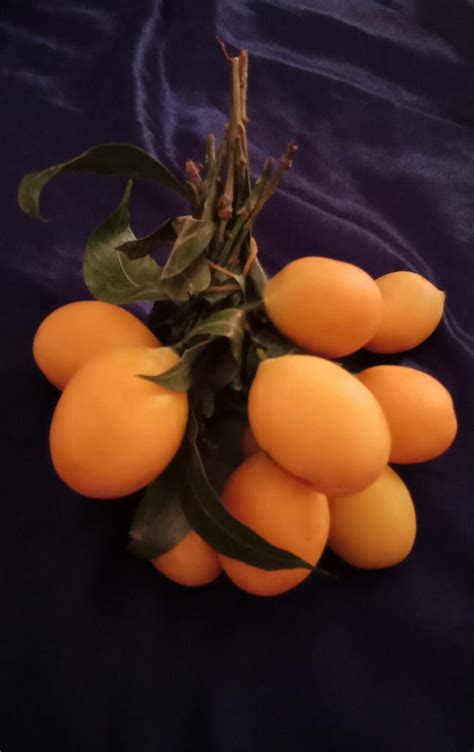 Bouea Macrophylla Griff Gandaria World Flora Pl Ntnet Identify